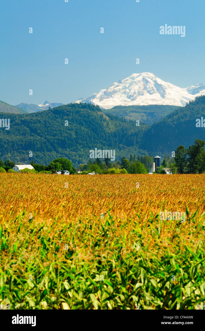 Huge corn fields and silo on farmland with Mt. Baker in the background ...