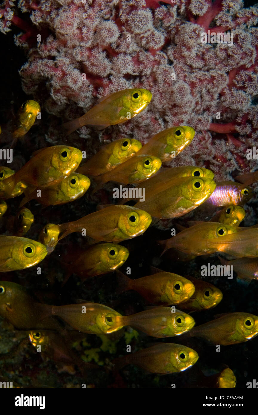 Glassfish hi-res stock photography and images - Alamy