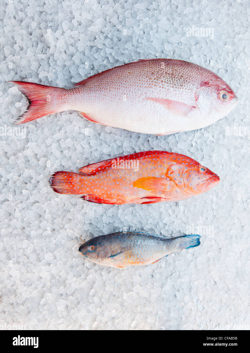 Varieties fish on ice bed hi-res stock photography and images - Alamy