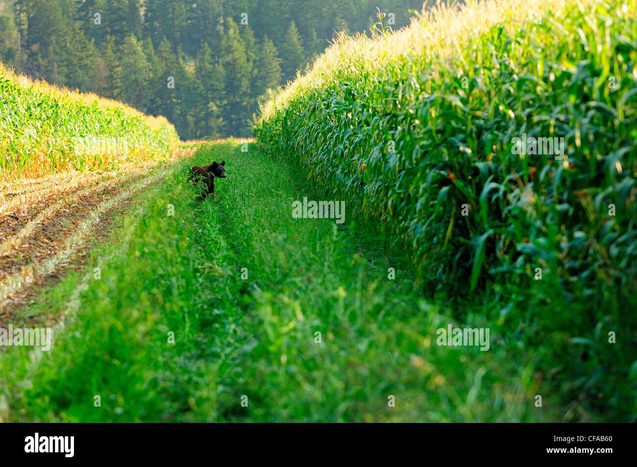 Bear corn hi-res stock photography and images - Alamy