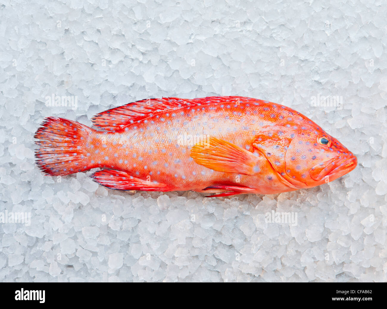 Parrot fish hi-res stock photography and images - Alamy