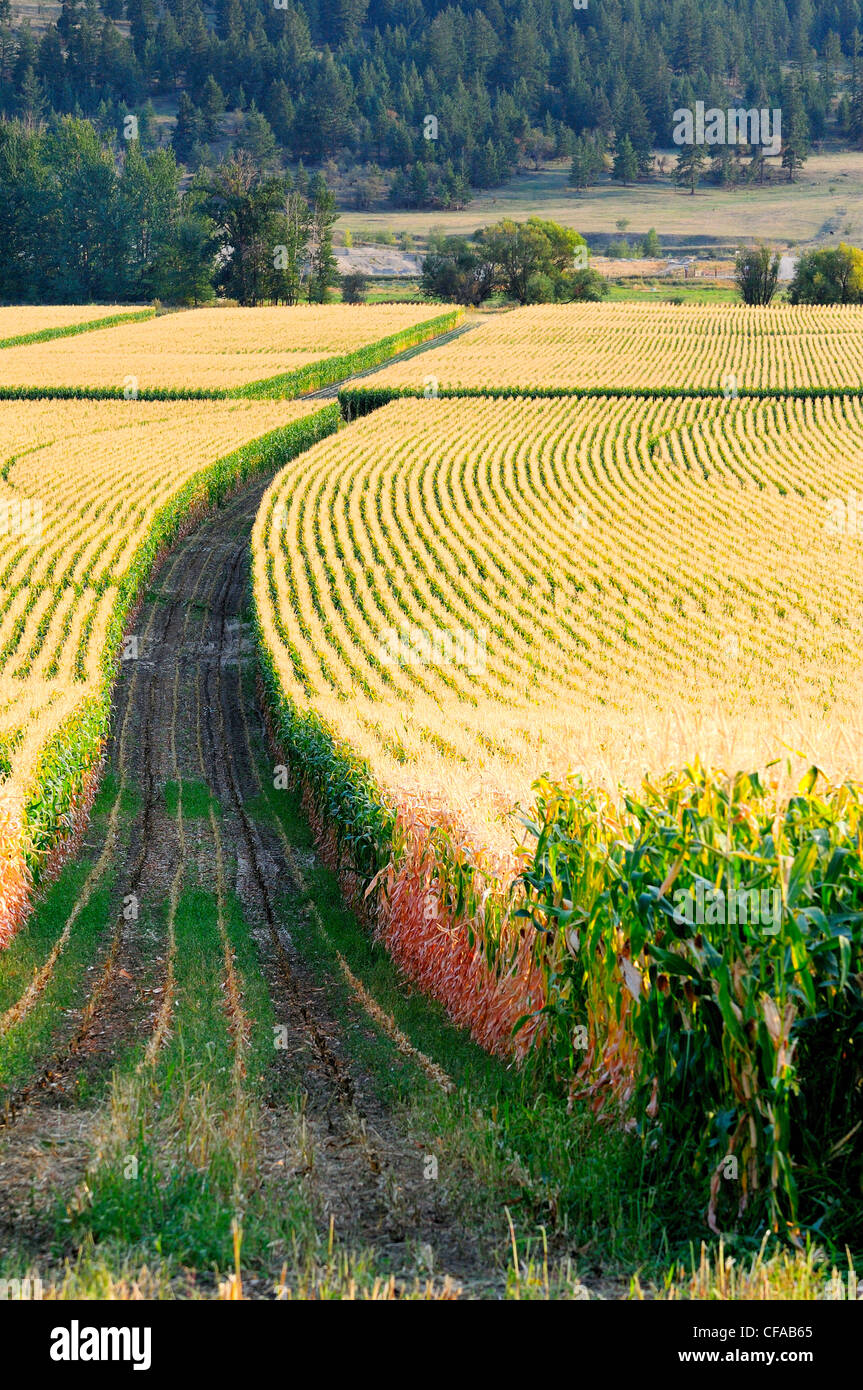 Coldstream british columbia hi-res stock photography and images - Alamy