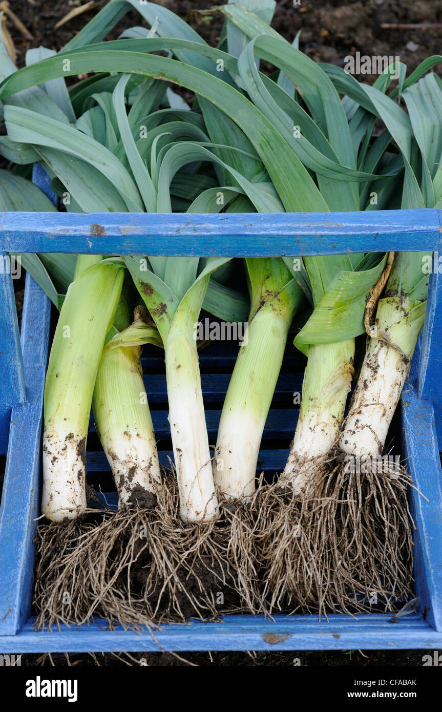 Freshly dug home grown leeks, 'Musselburgh' in blue wooden trug in ...