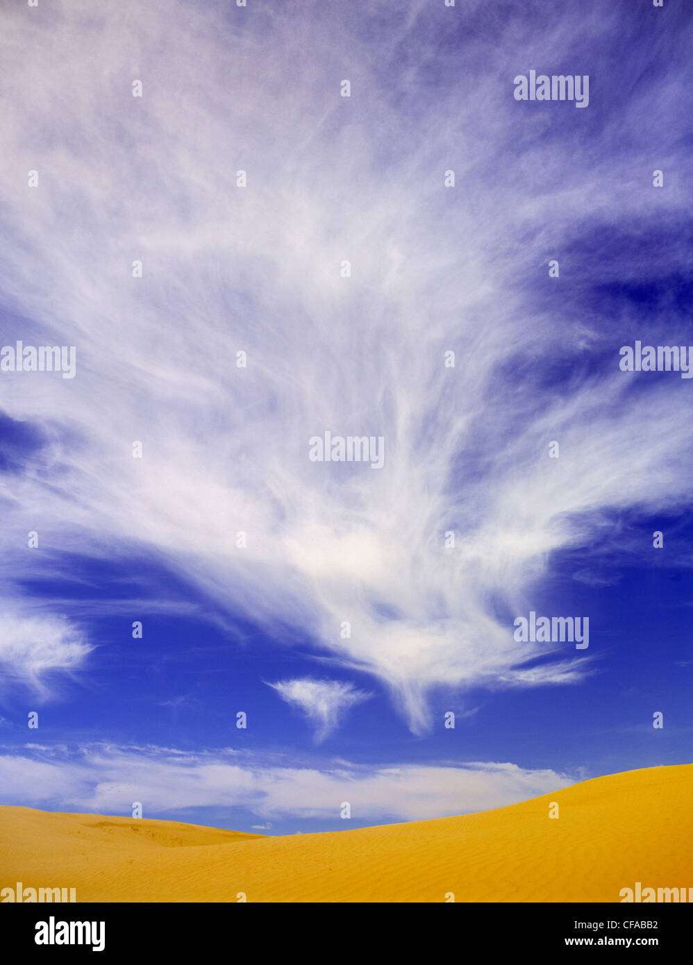 Sand dunes in the Great Sand Hills of Saskatchewan, Saskatchewan ...