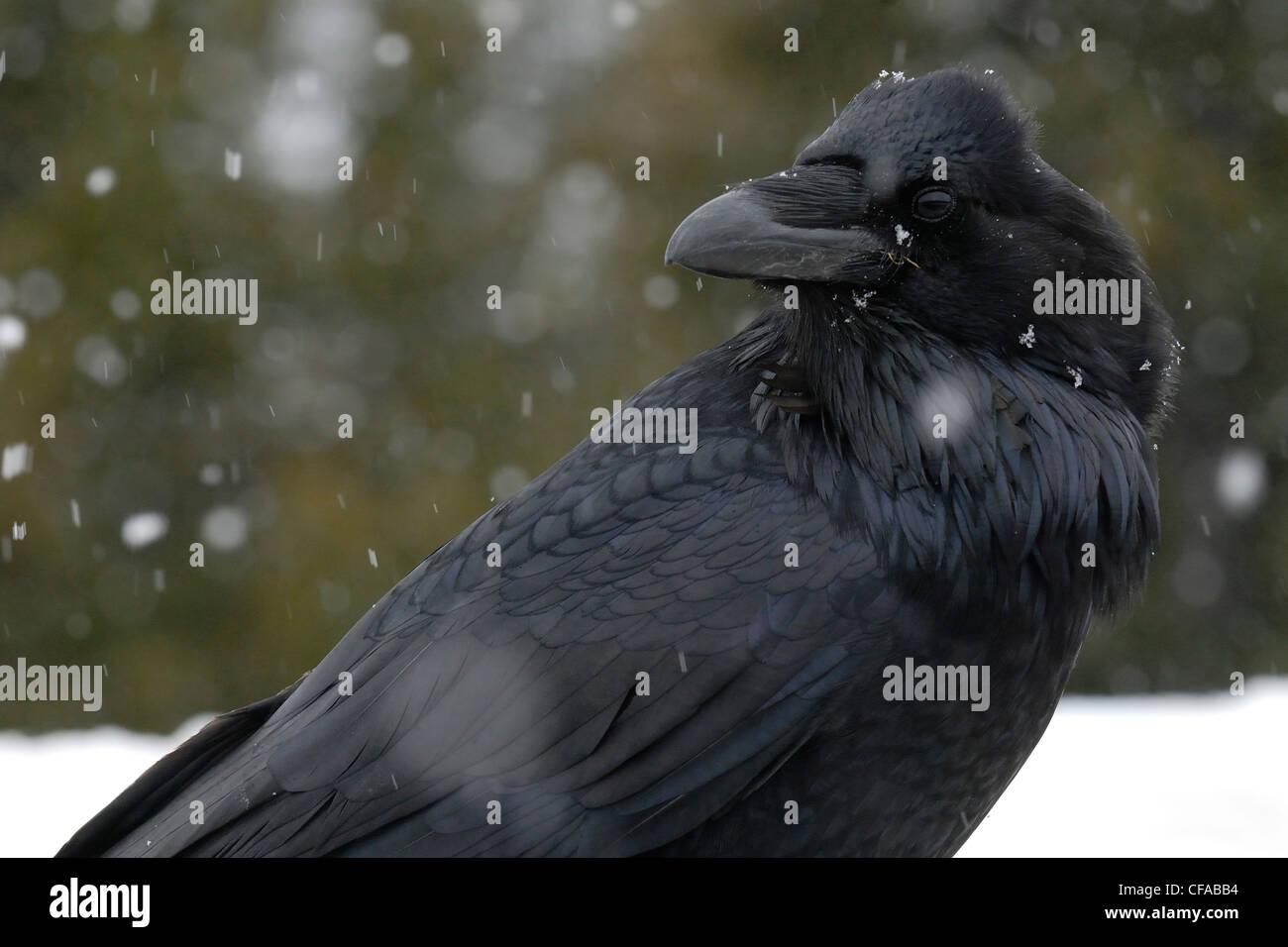Raven in the snow hi-res stock photography and images - Alamy