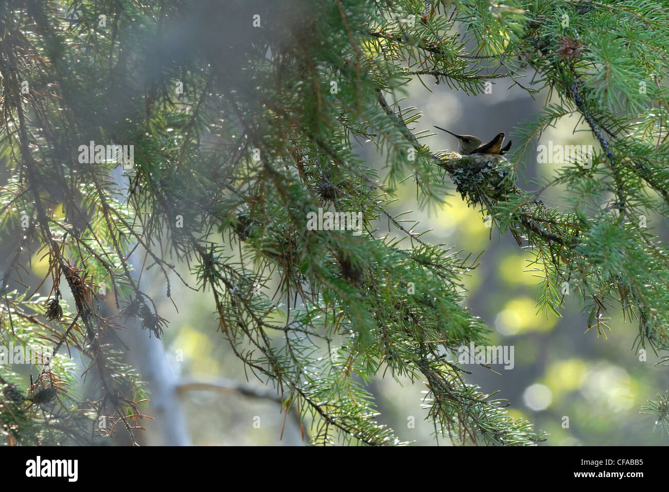 Female Incubates High Resolution Stock Photography and Images - Alamy