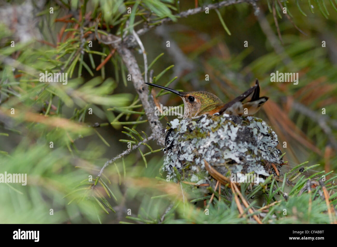 A female Rufous Hummingbird (Selasphorus rufus) incubates her eggs in a ...