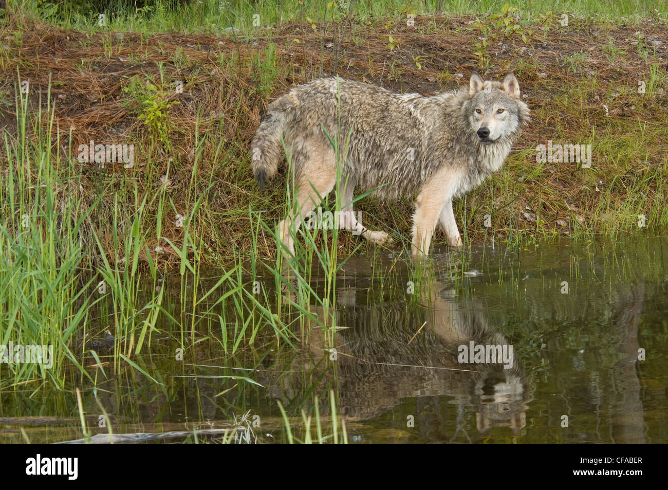 Wolf (Canis lupus) near edge of pond, Montana, USA Stock Photo - Alamy