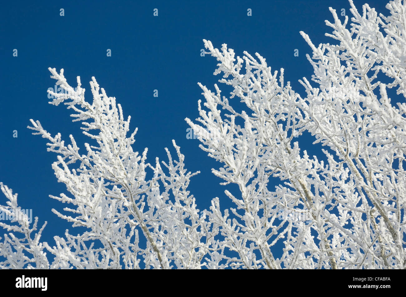 Tree branches with winter hoar frost Stock Photo - Alamy