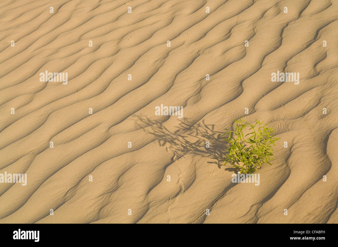Open sand dunes, Great Sand Hills, Saskatchewan, Canada Stock Photo - Alamy