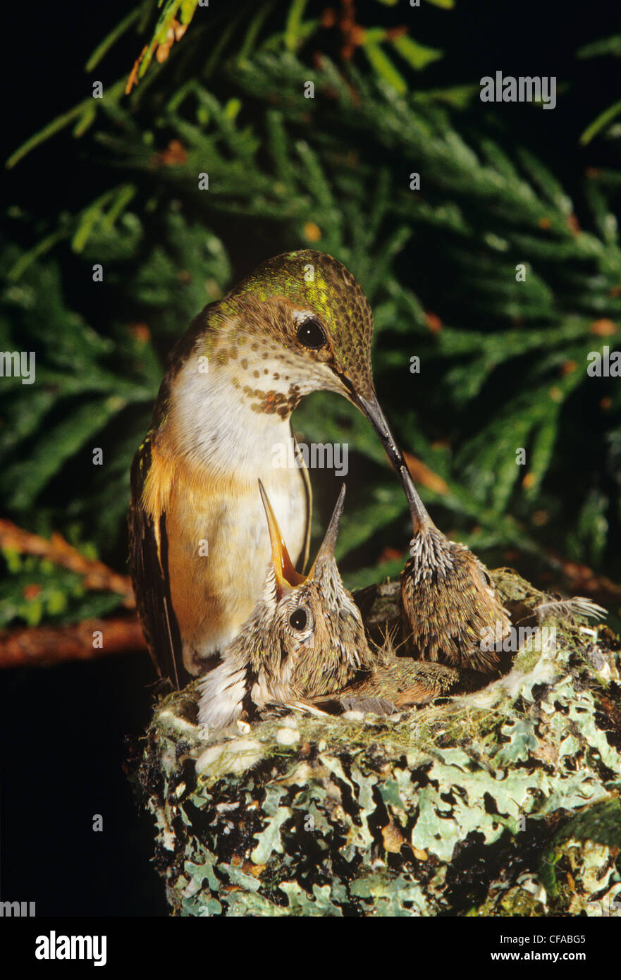 Bird hummingbirds nest hi-res stock photography and images - Alamy