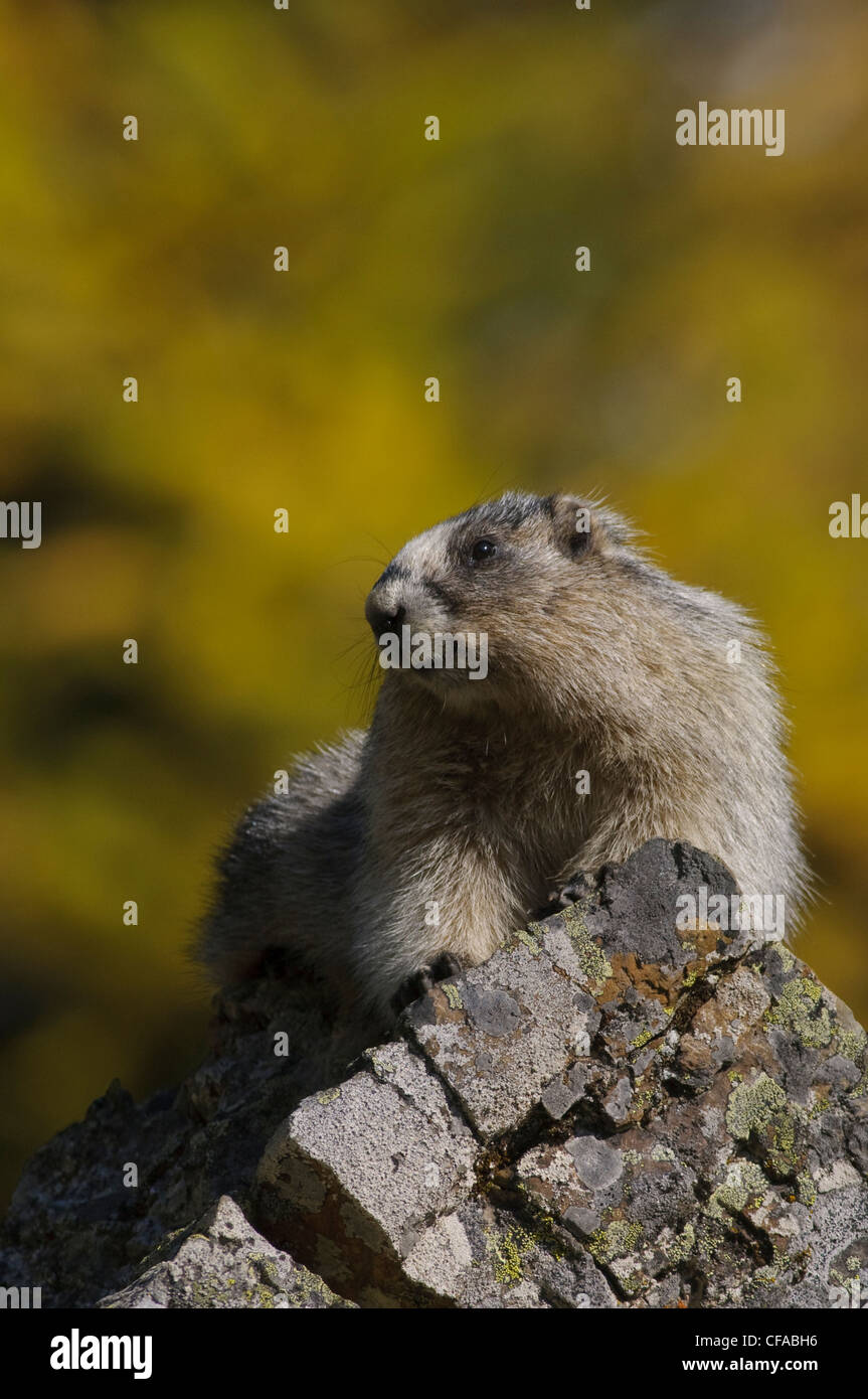 Sitting marmot hi-res stock photography and images - Alamy