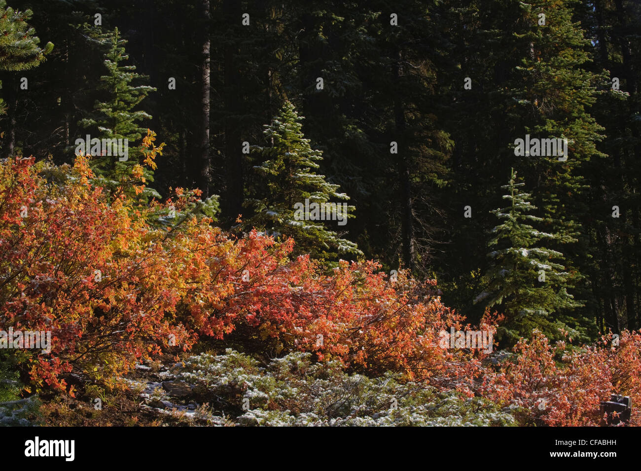 Autumn colours in Banff National Park, Alberta, Canada Stock Photo - Alamy