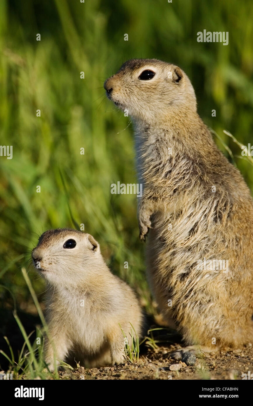 Richardsons Ground Squirrel Saskatchewan High Resolution Stock ...