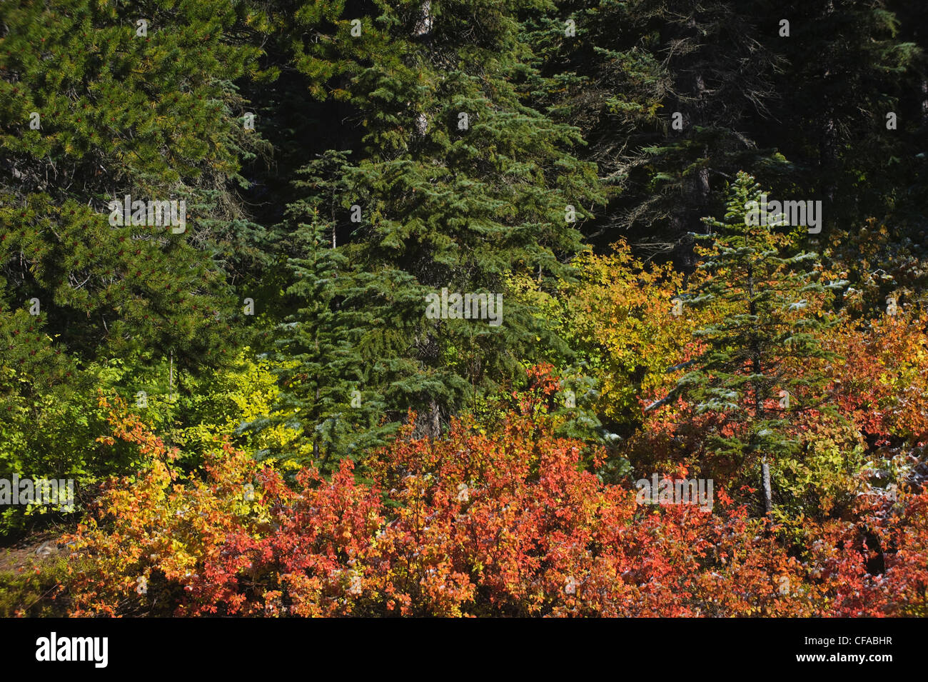 Autumn colours in Banff National Park, Alberta, Canada Stock Photo - Alamy