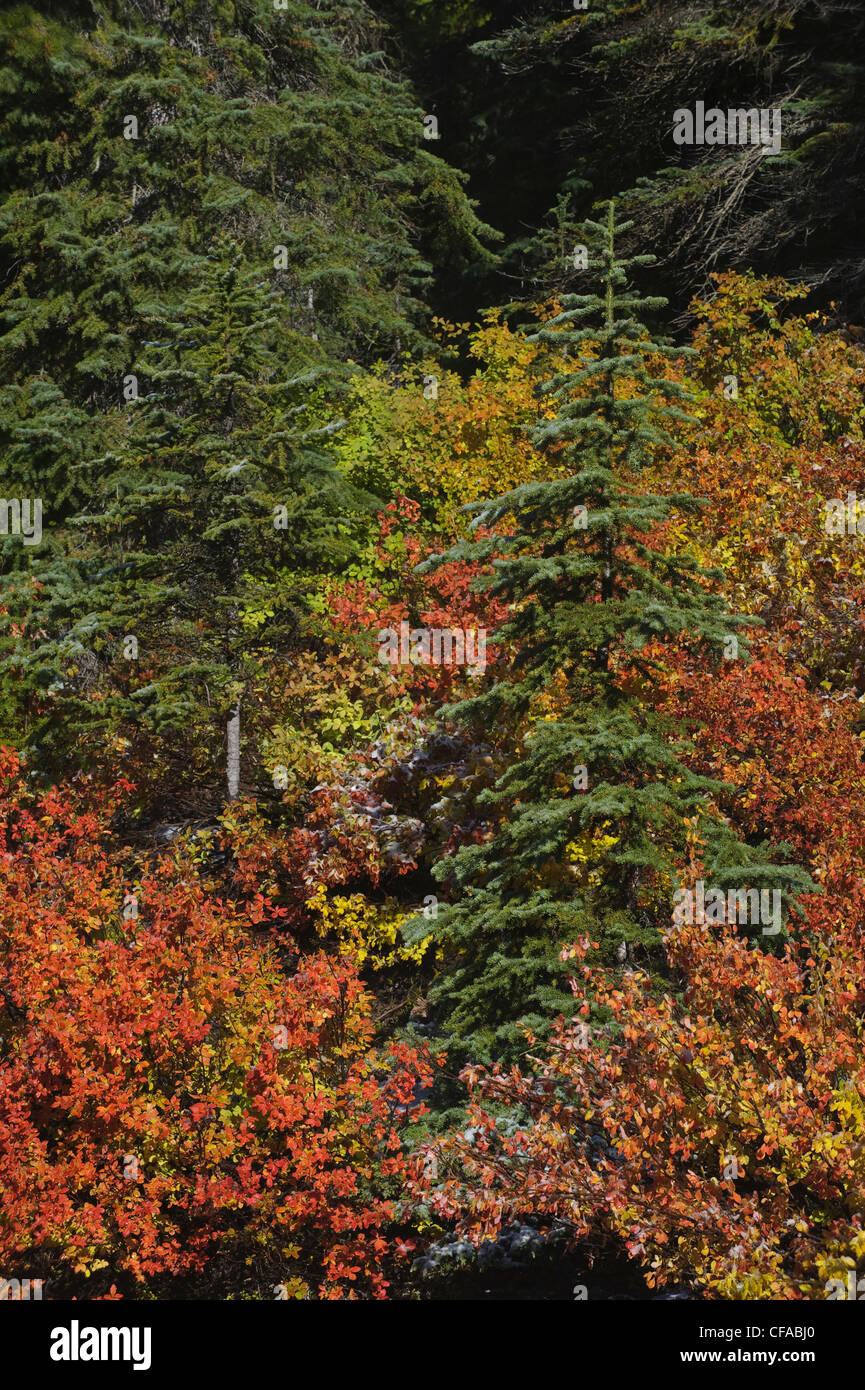 Autumn colours in Banff National Park, Alberta, Canada Stock Photo - Alamy