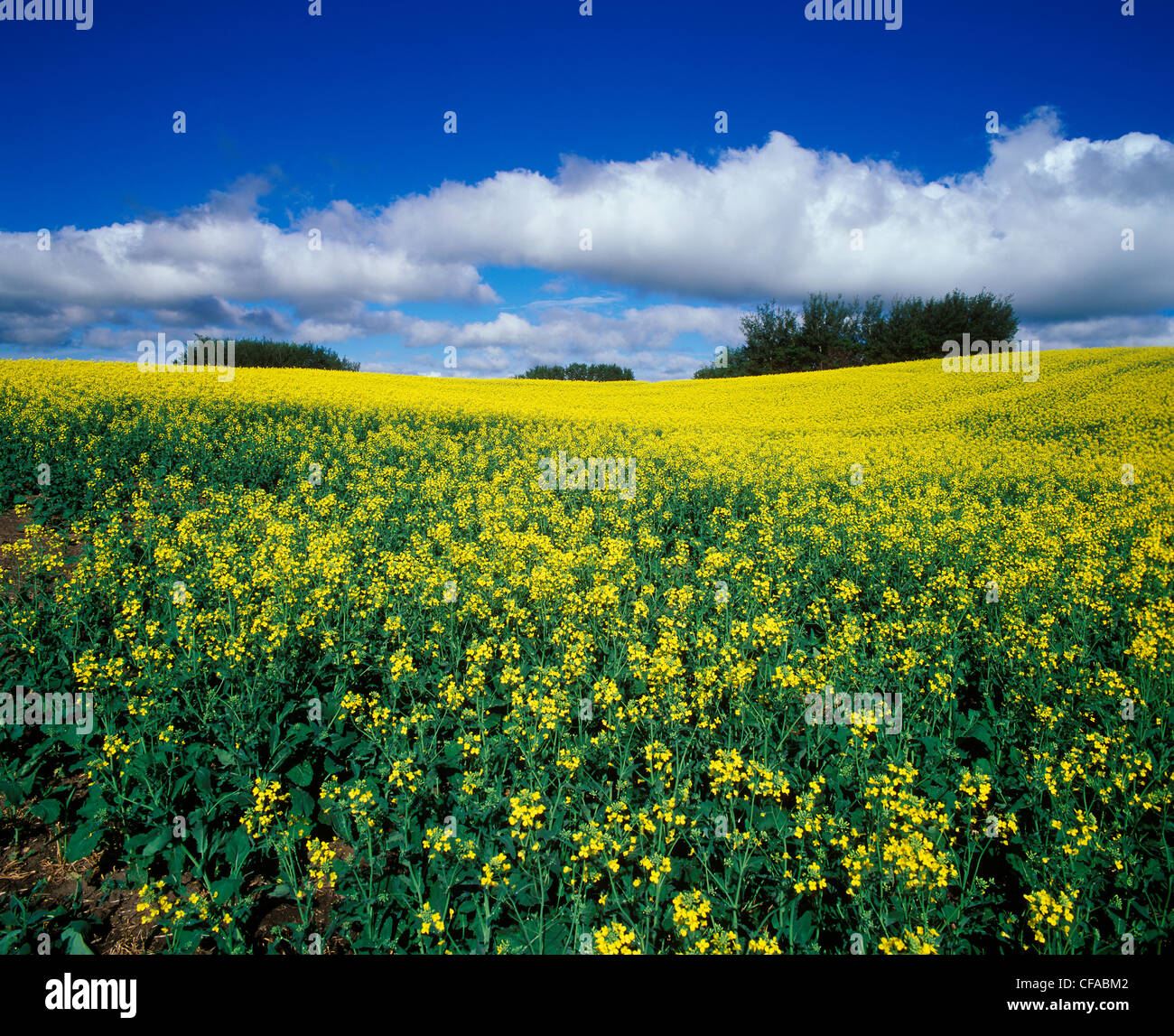 Blue skies over a field of rapeseed hi-res stock photography and images ...