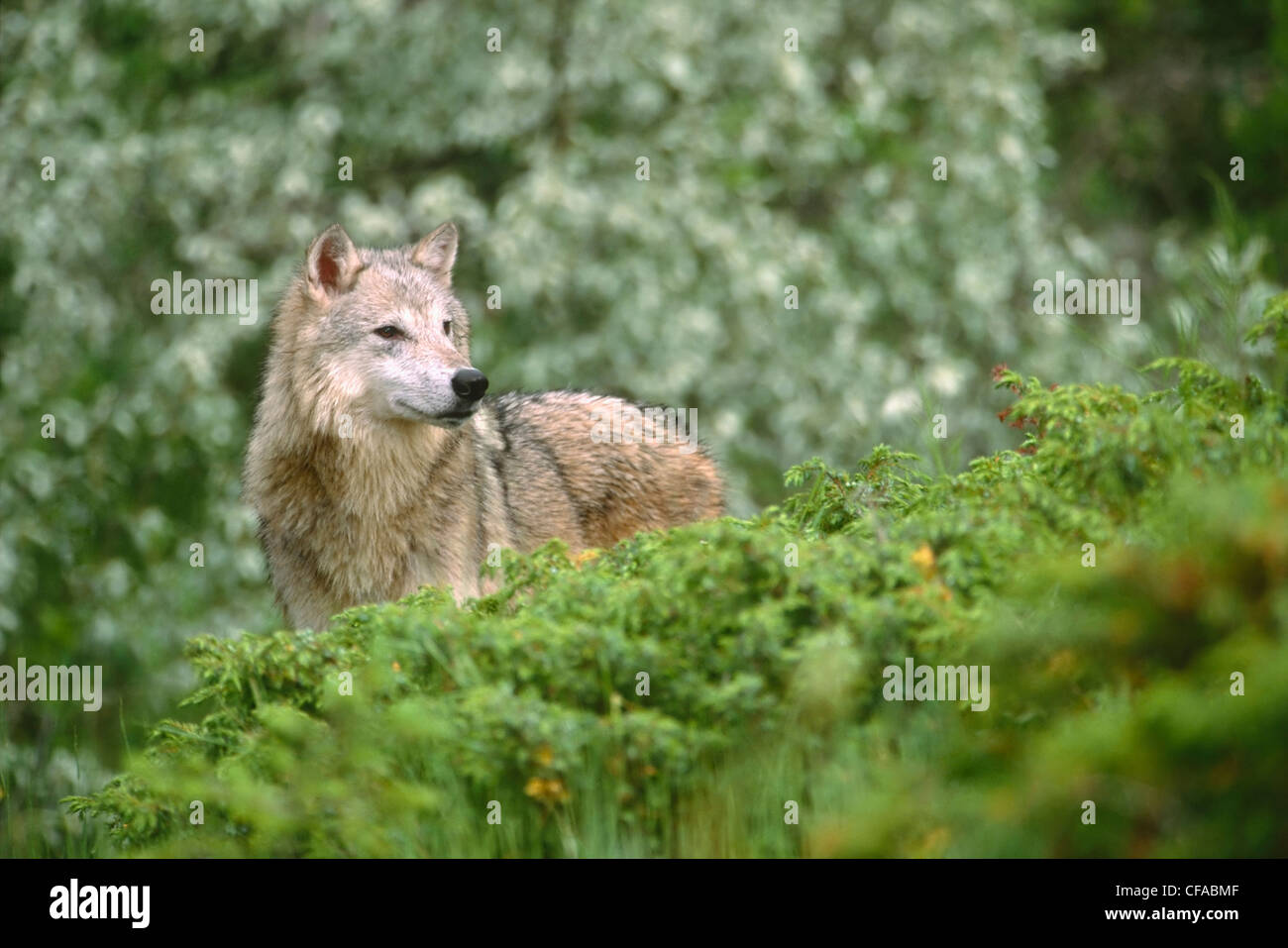 Wild timber wolf standing in hi-res stock photography and images - Alamy