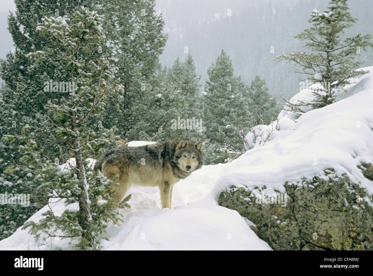 Rocky mountain gray wolf hi-res stock photography and images - Alamy