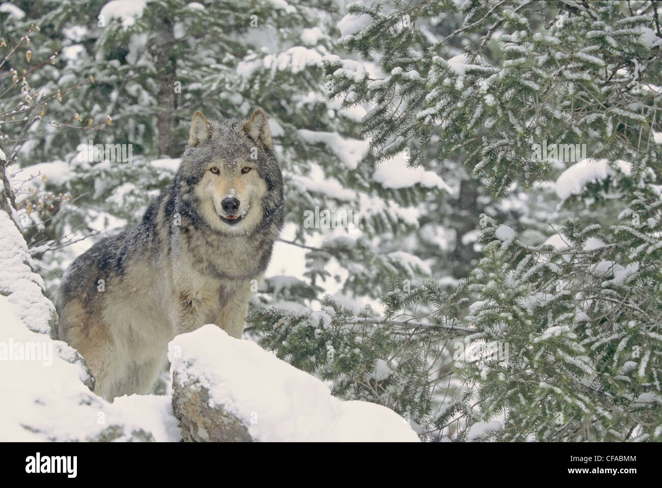Rocky mountain gray wolf hi-res stock photography and images - Alamy