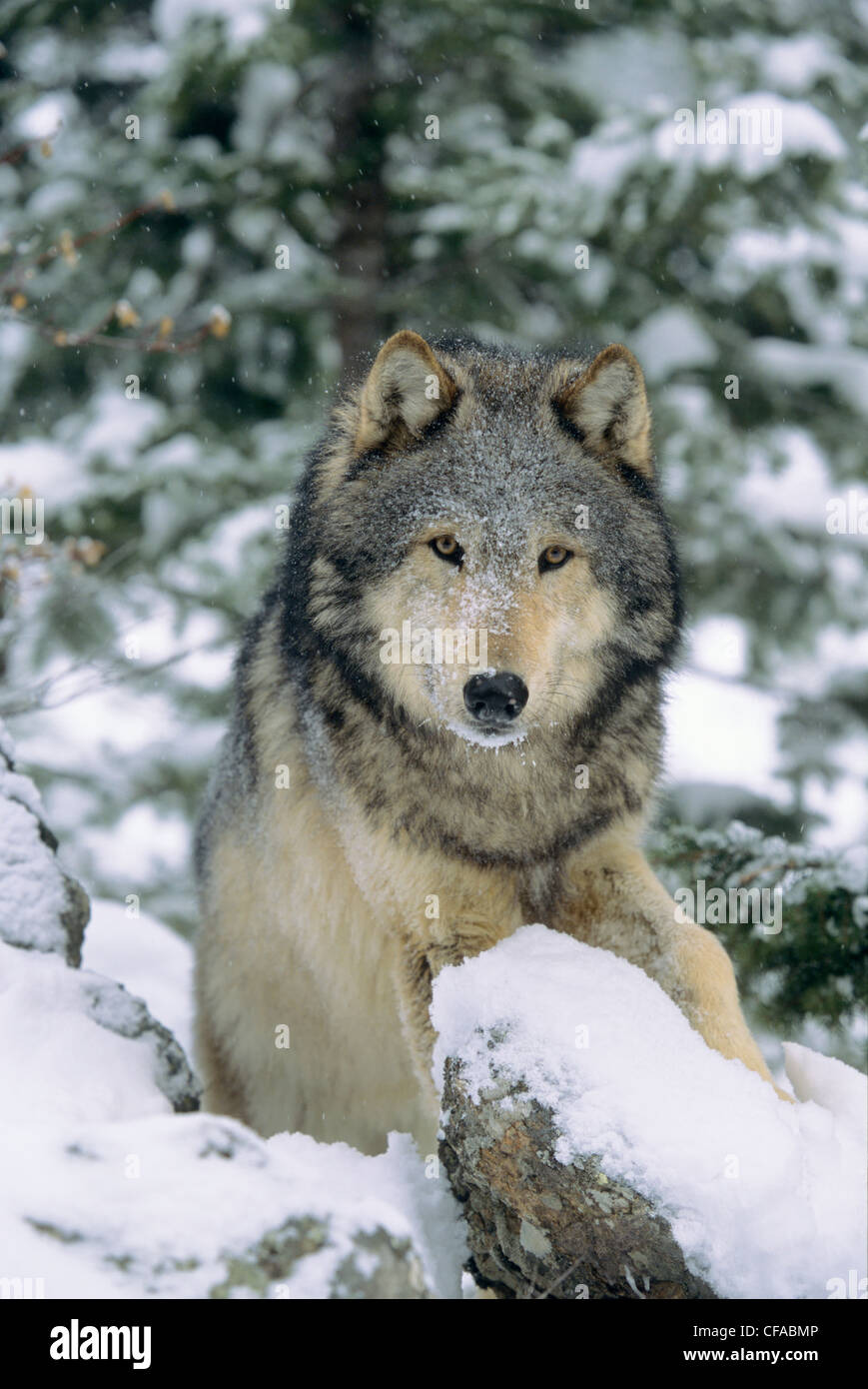 Rocky mountain gray wolf hi-res stock photography and images - Alamy