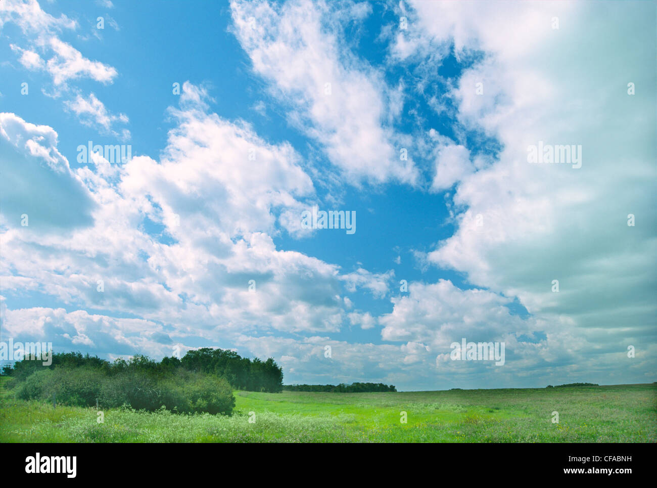 Alfalfa field with clouds and blue sky, Saskatchewan, Canada Stock ...