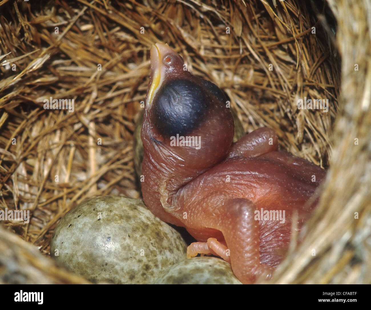 Cuckoo chick Cuculus canorus in Reed Warblers nest Stock Photo - Alamy