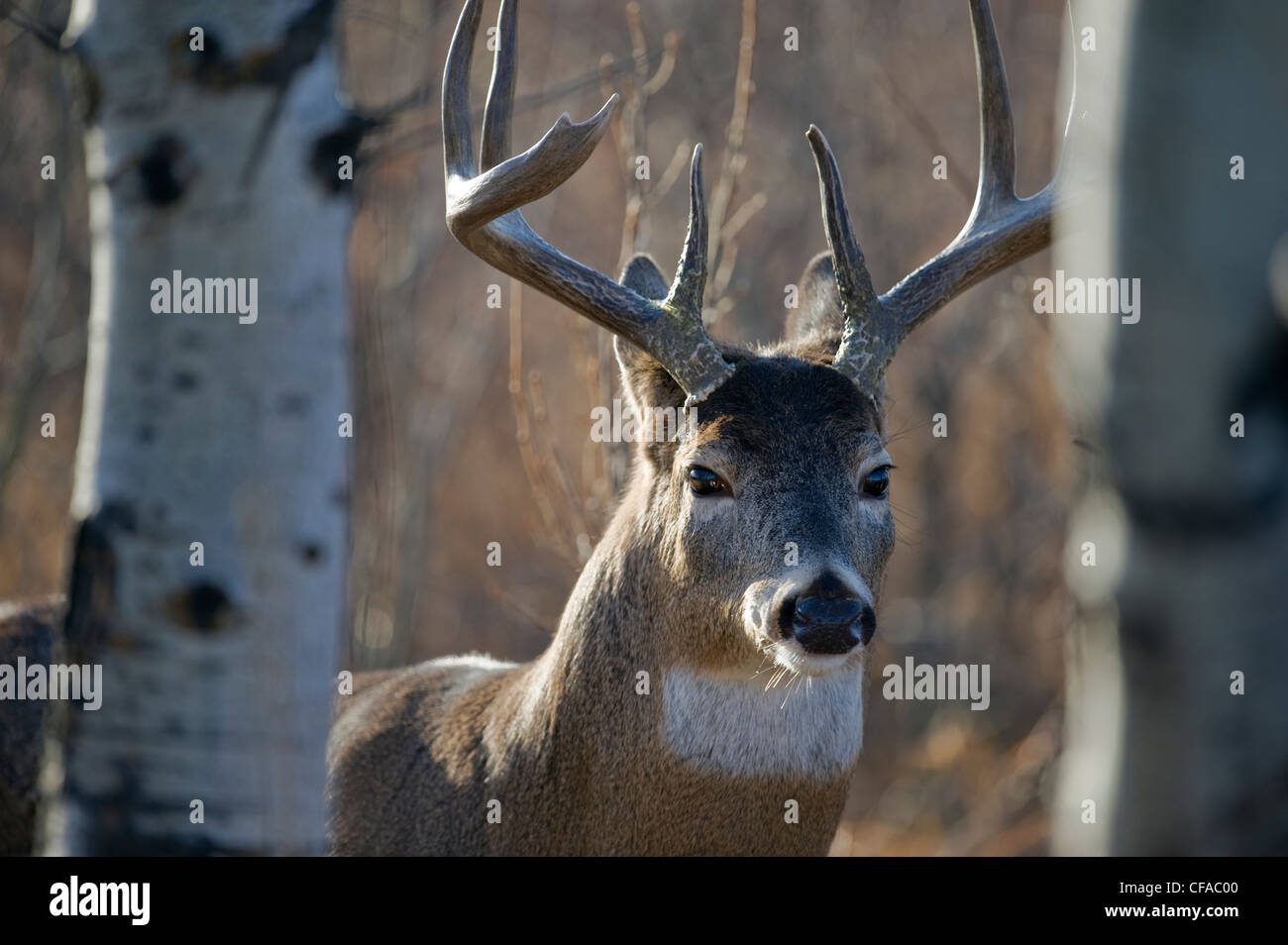 Male White-tailed Deer (Odocoileus virginianus), Southwest Alberta ...