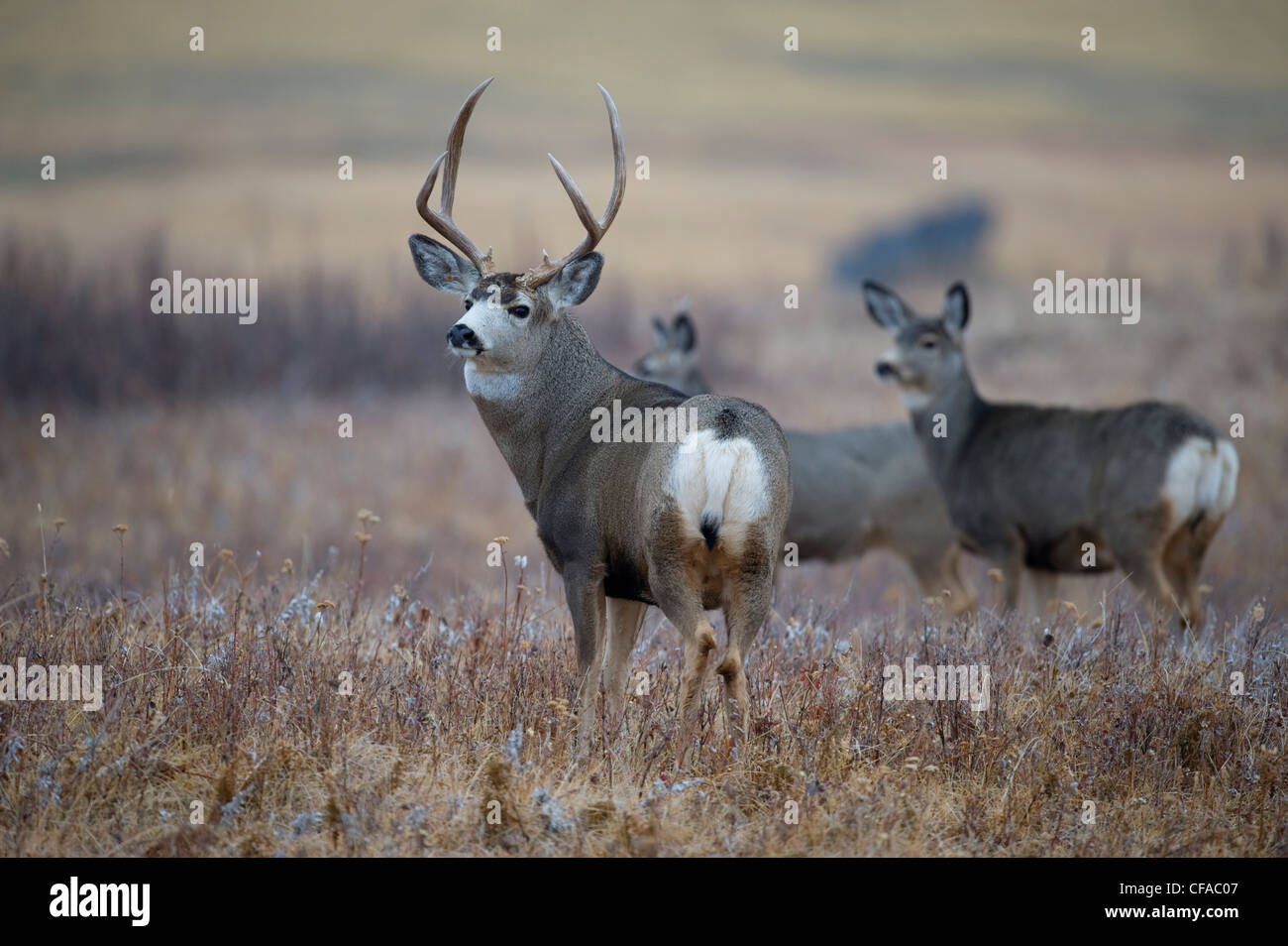 Mule Deer (Odocoileus hemionus) Male with Females. Southwest Alberta ...