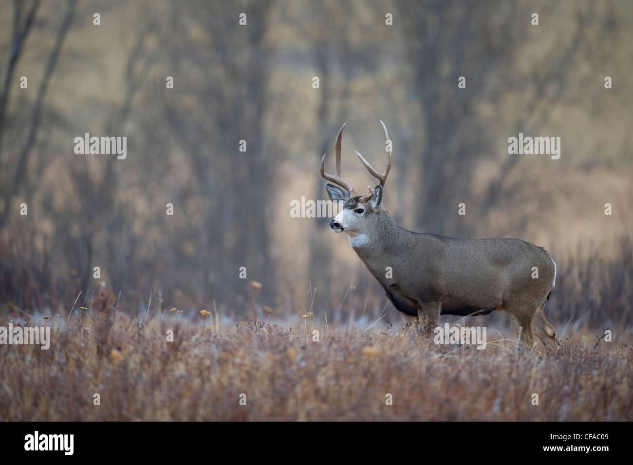 Male Mule Deer (Odocoileus hemionus) Southwest Alberta, Canada Stock ...