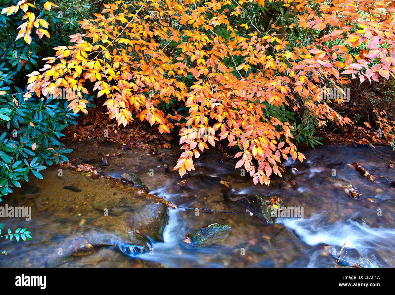 American chestnut tree hi-res stock photography and images - Alamy