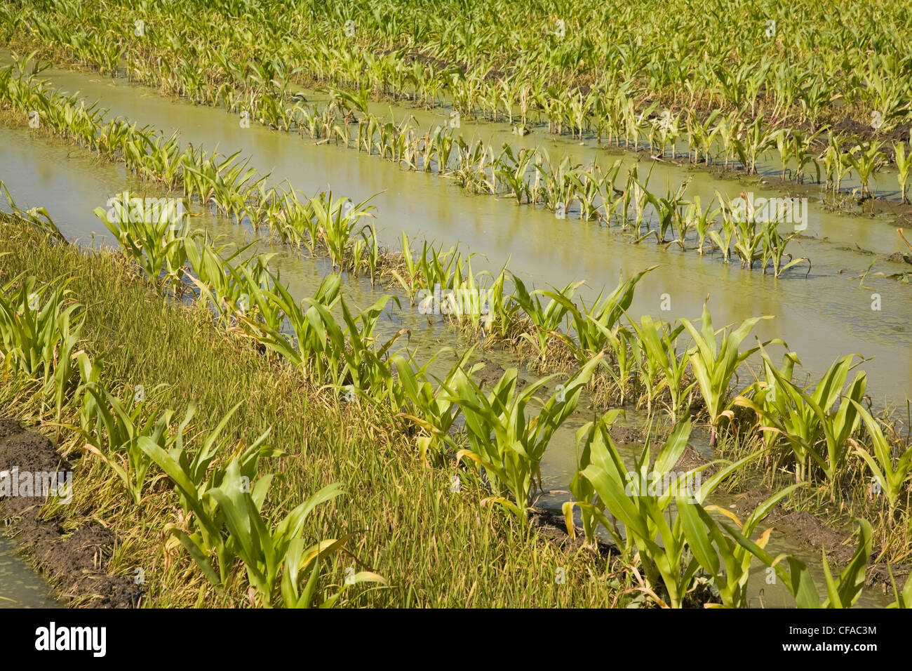 Flooding fields canada hi-res stock photography and images - Alamy