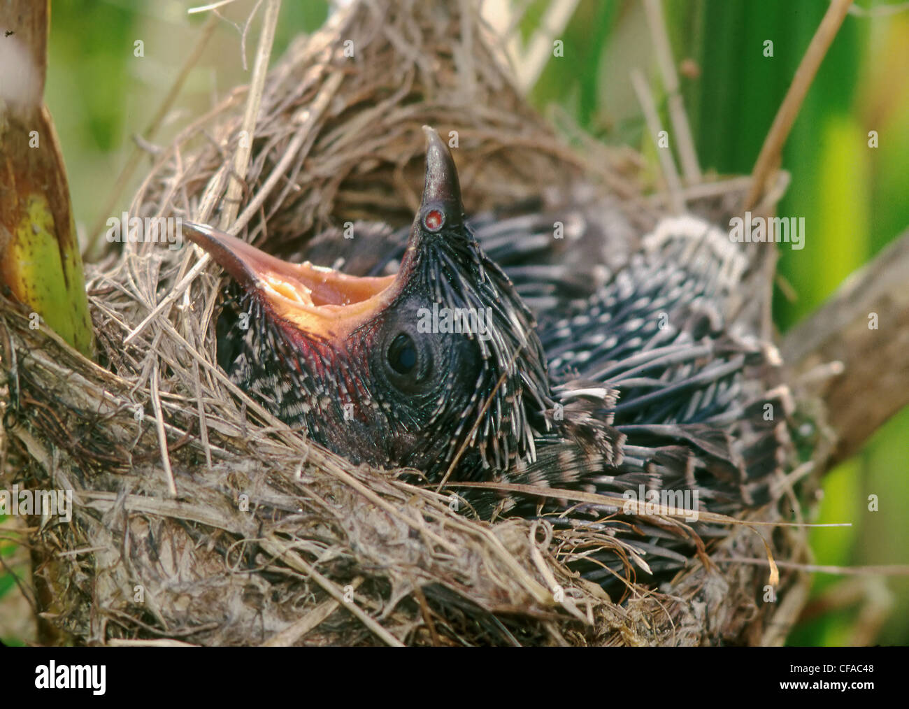 Cuckoo chick in Reed Warbler nest Stock Photo - Alamy