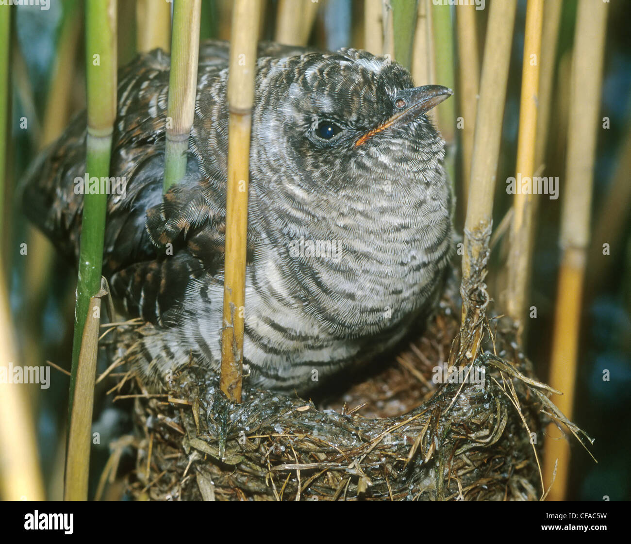 Cuckoo chick in Reed Warbler nest Stock Photo - Alamy