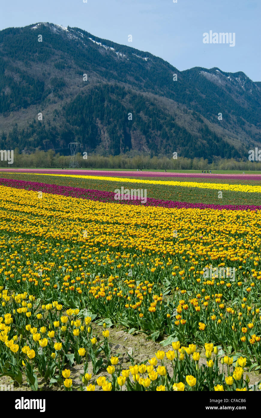 Bc tulips tulip field fields farm hi-res stock photography and images ...
