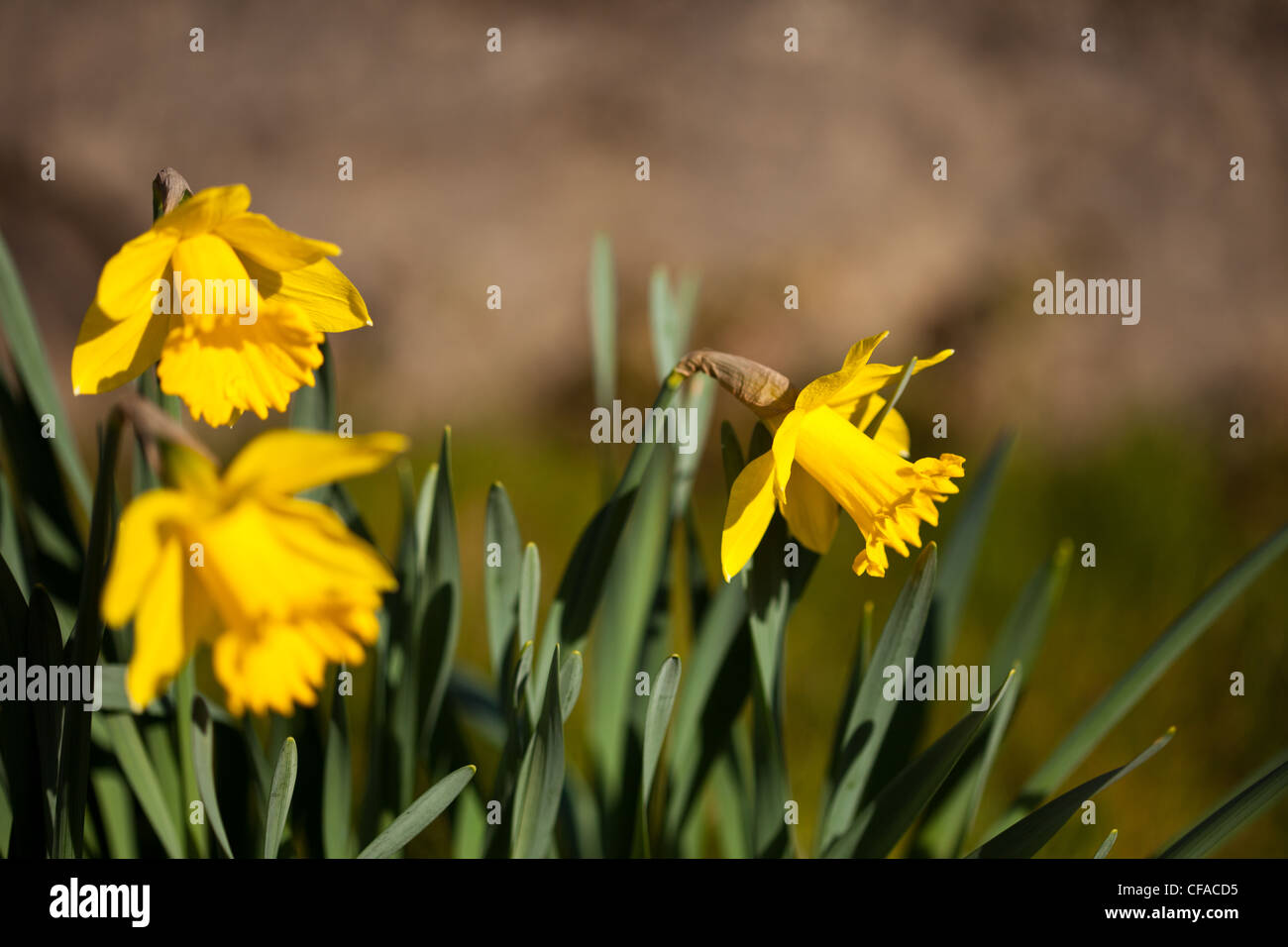 Daffodils in bloom hi-res stock photography and images - Alamy