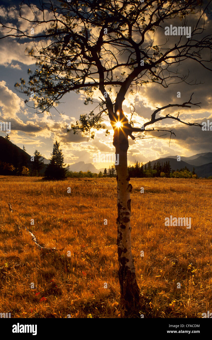 Sun burst through an alder tree in Bow Valley Provincial Park, Alberta ...