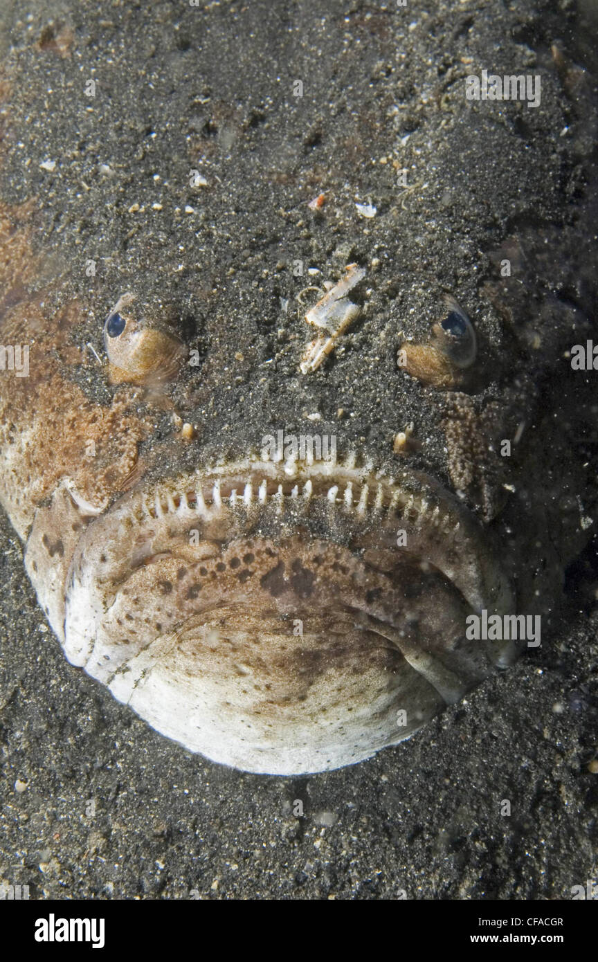 Lembeh straits hi-res stock photography and images - Alamy