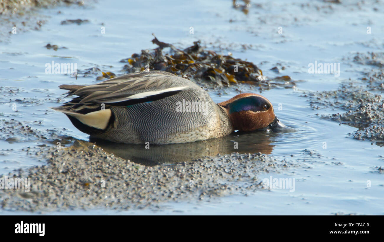 Teal Anas crecca feeding in muddy water inlet Stock Photo - Alamy