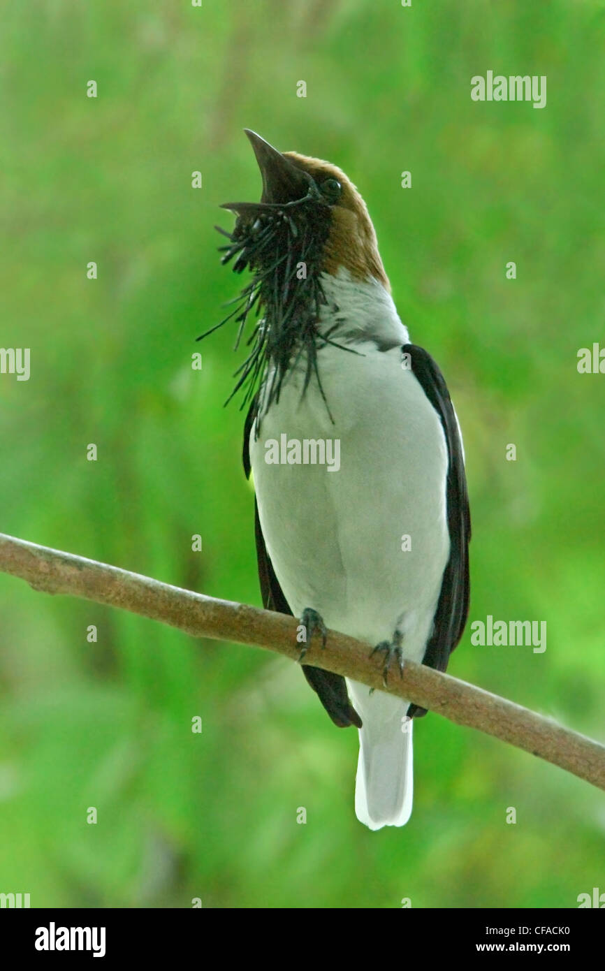 Bearded bellbird procnias averano carnobarba hi-res stock photography ...