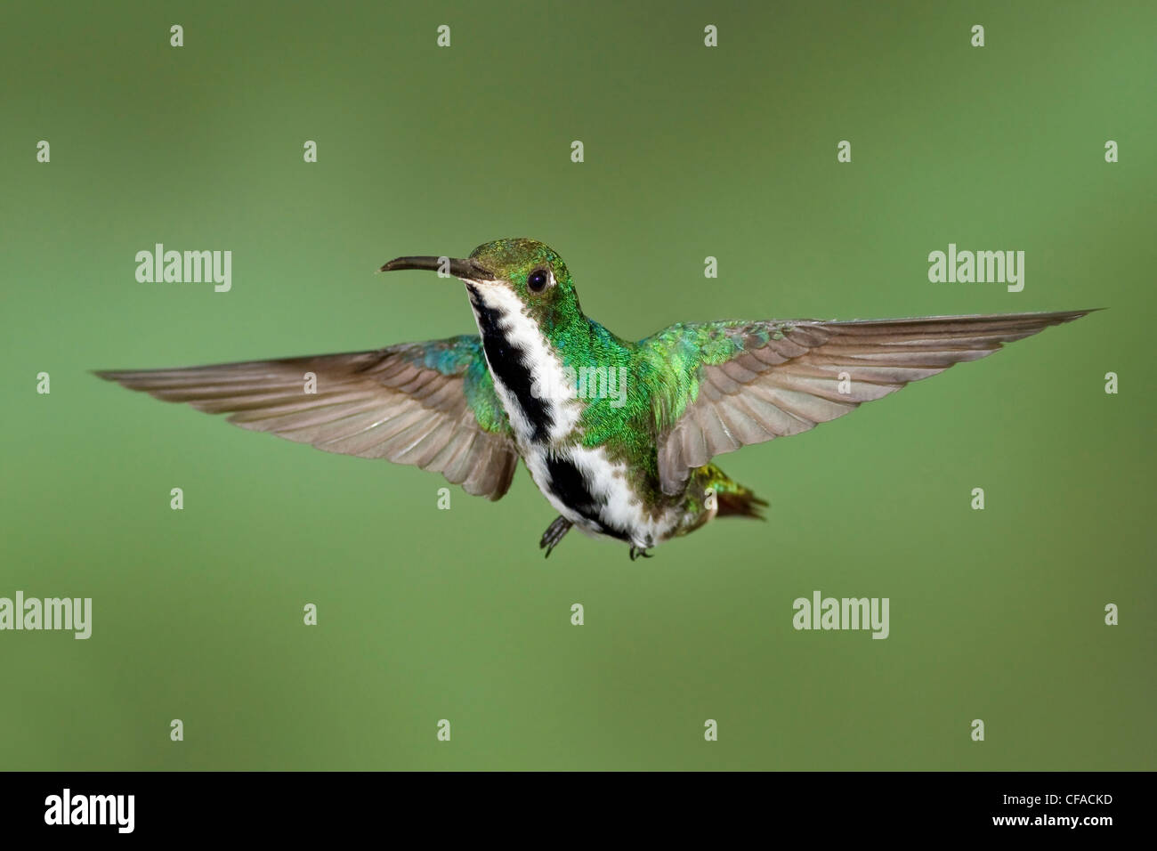 Black-throated Mango (Anthracothorax nigricollis nigricollis) flying ...