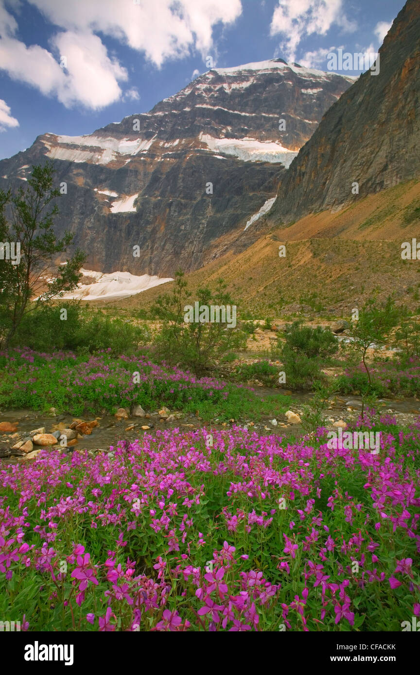 Mount Edith Cavell and fireweed, Jasper National Park, Alberta, Canada ...