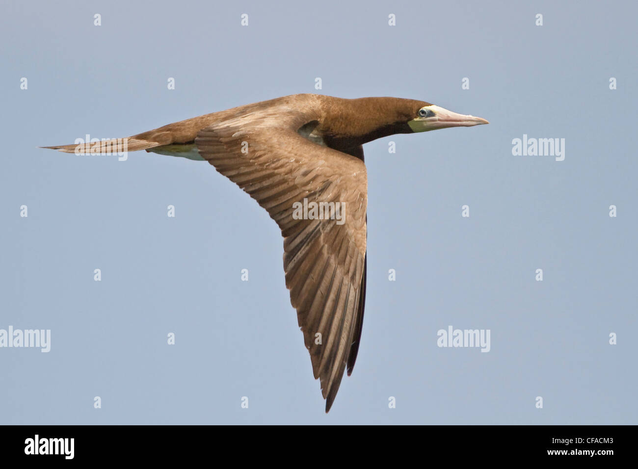 Brown Booby (Sula leucogaster leucogaster) flying near the coast of ...
