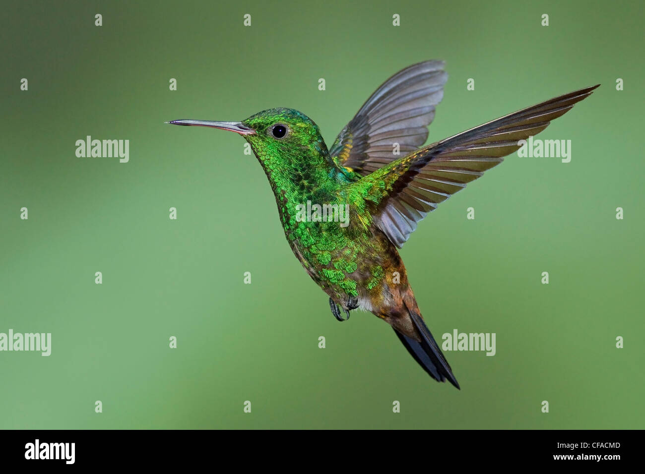 Trinidad hummingbird hi-res stock photography and images - Alamy