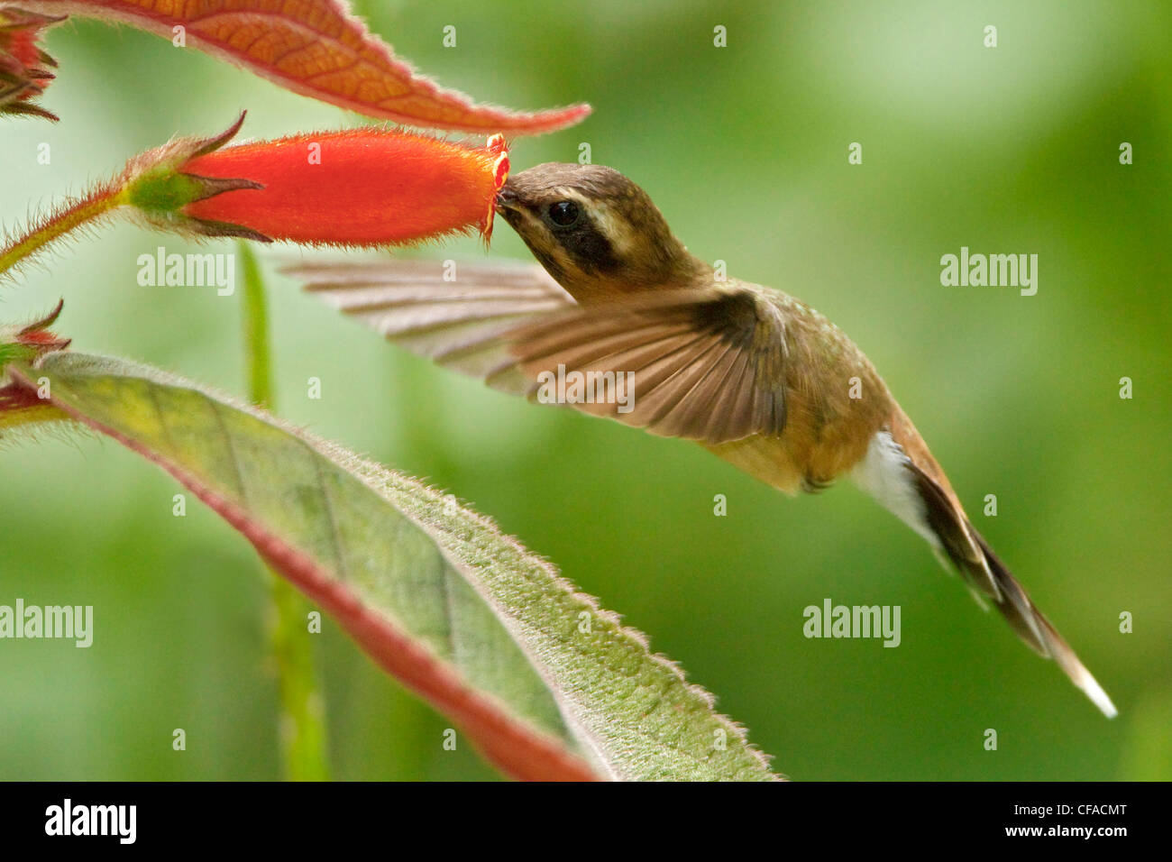 Little hermit trinidad hi-res stock photography and images - Alamy