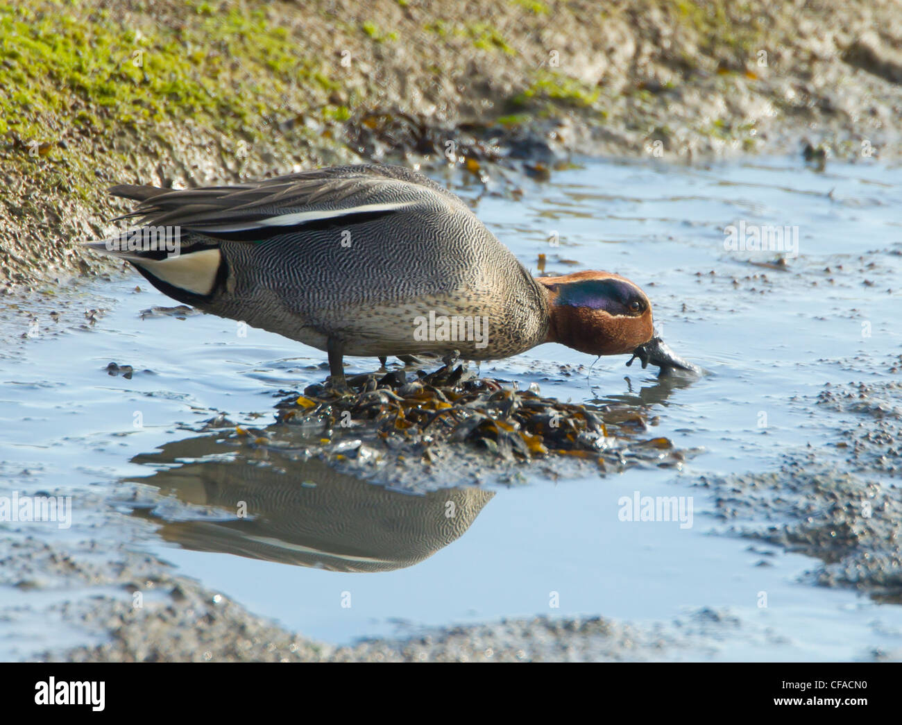 Teal Anas crecca feeding in muddy water inlet Stock Photo - Alamy