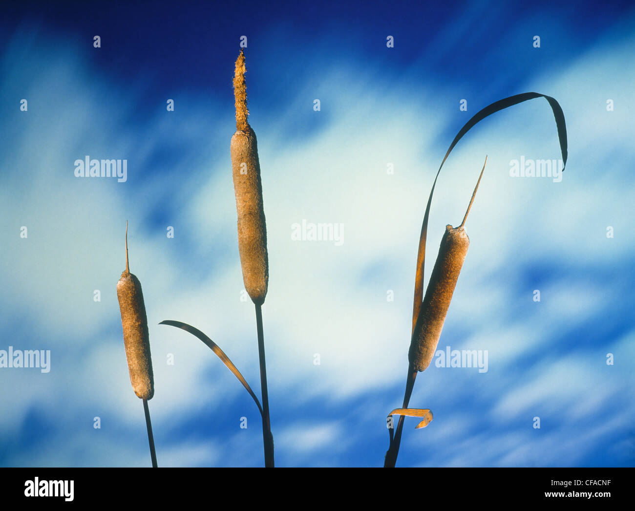 Leduc Alberta Canada High Resolution Stock Photography and Images - Alamy