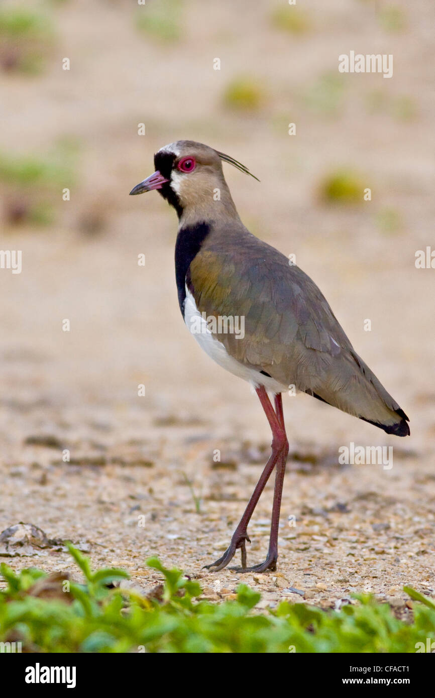 Southern Lapwing (Vanellus chilensis cayennensis) foraging for food ...