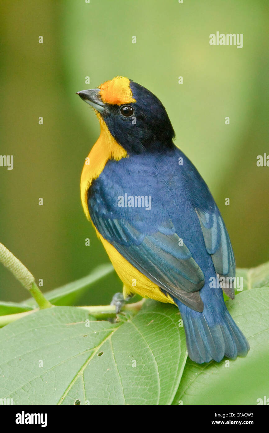 Euphoni hi-res stock photography and images - Alamy