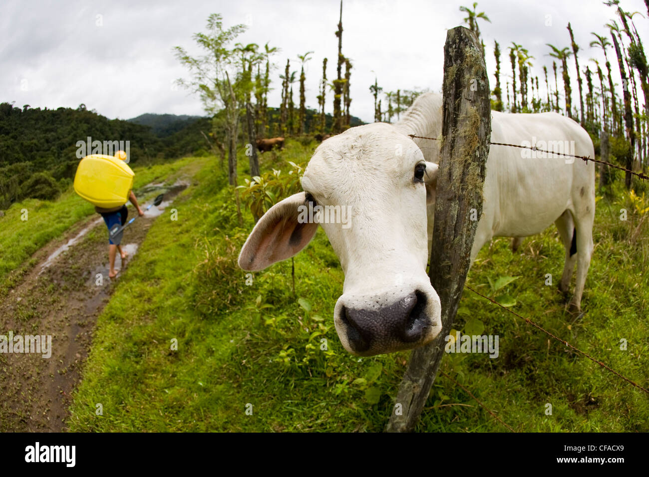 Cow looking over fence hi-res stock photography and images - Alamy